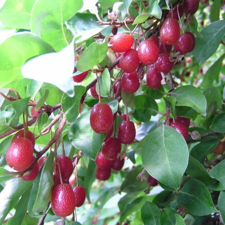 Shrubs & Canes Archives - Pretty Edible Plants