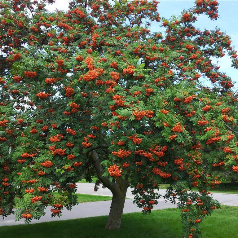Mountain Ash Archives - Pretty Edible Plants