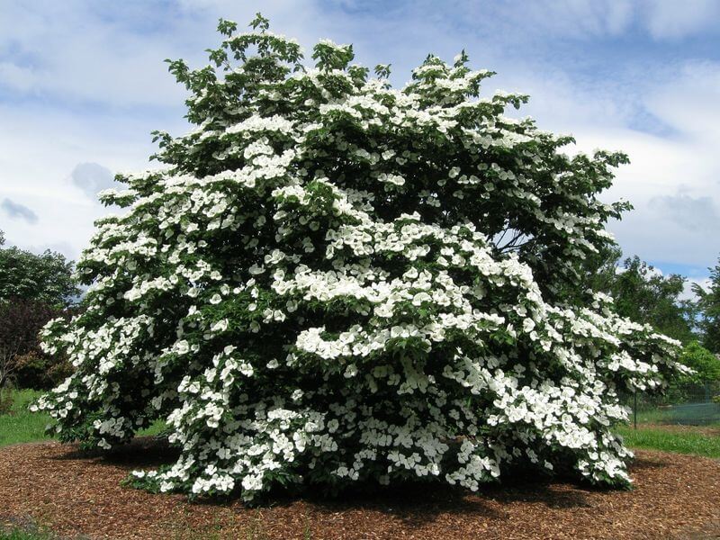Venus, Chinese Dogwood - Pretty Edible Plants