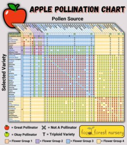 Cosmic Crisp®, Apple (Semi-Dwarf) (Sold Out for 2026) - Pretty Edible ...