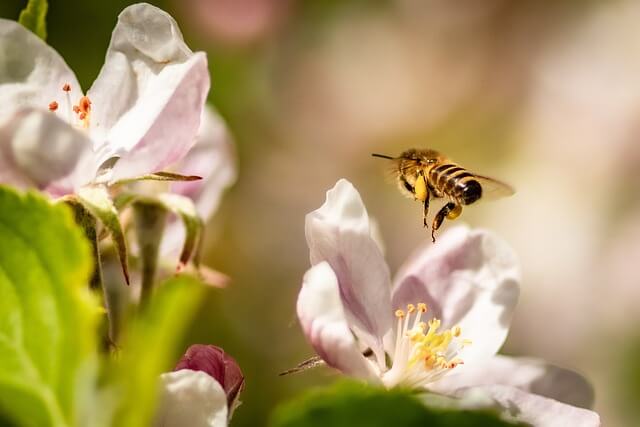 Regular Apple - Pretty Edible Plants