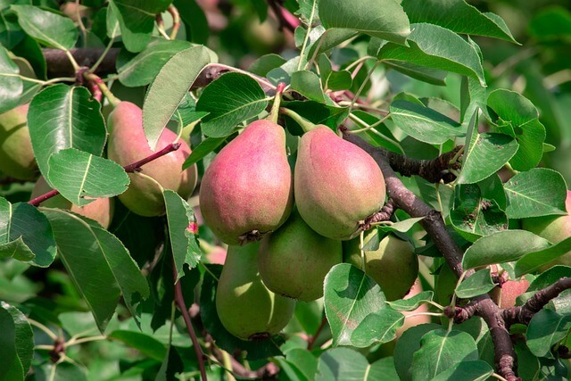 Pear Archives - Pretty Edible Plants
