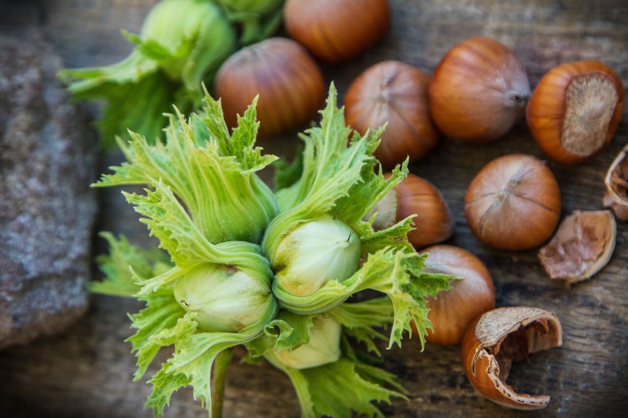 Filbert / Hazelnut Archives - Pretty Edible Plants