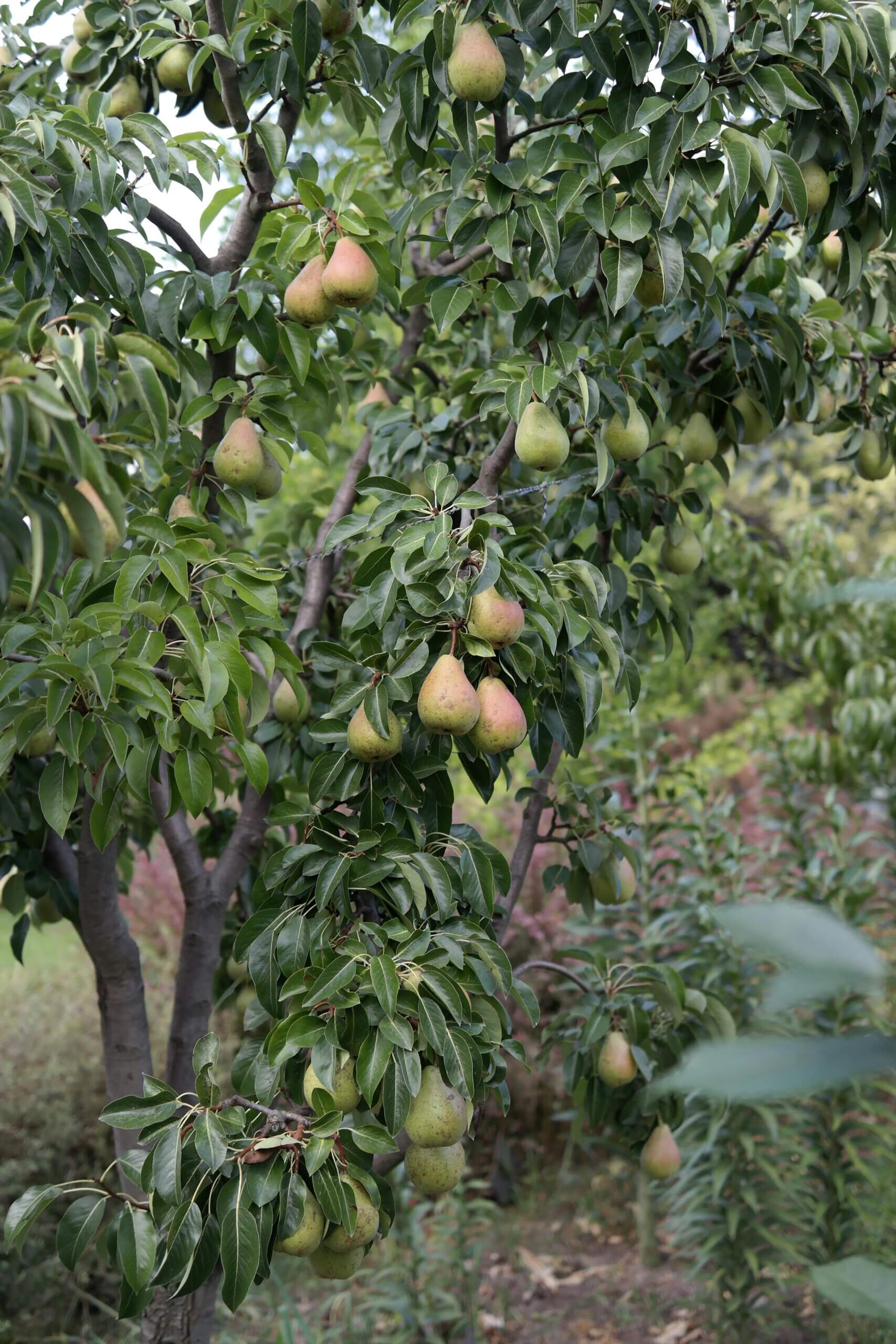 Pear Archives - Pretty Edible Plants