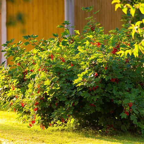 Red Lake, Red Currant - Pretty Edible Plants