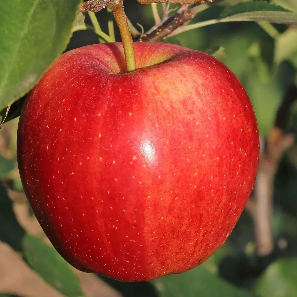 Fuji, Apple (Semi-Dwarf) - Pretty Edible Plants