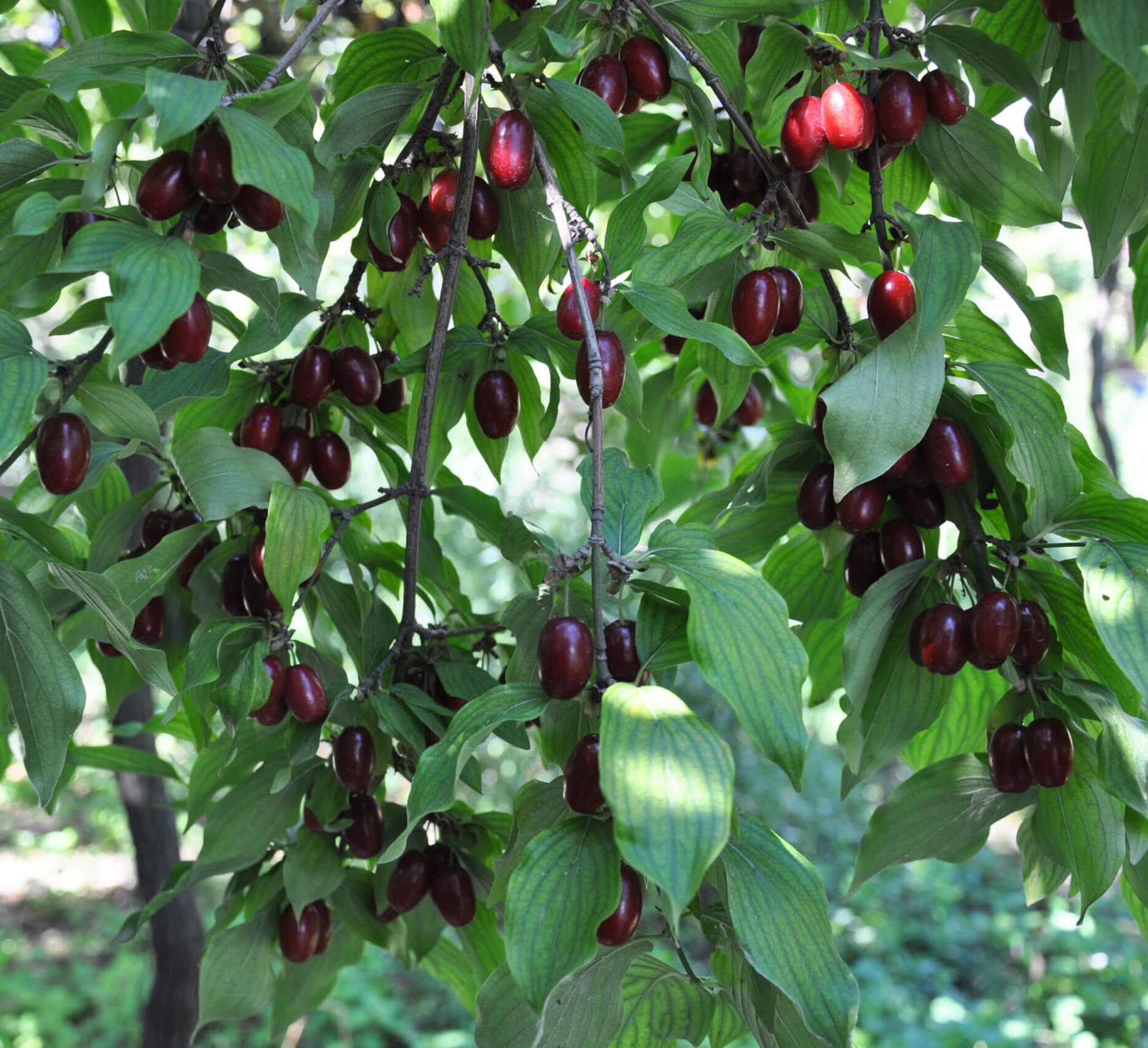 Cornelian Cherry Archives - Pretty Edible Plants