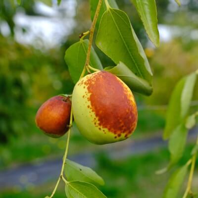 Empress Gee™, Jujube - Pretty Edible Plants