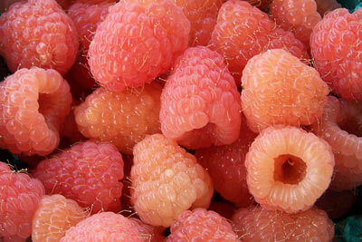 Double Gold, Everbearing Raspberry - Pretty Edible Plants